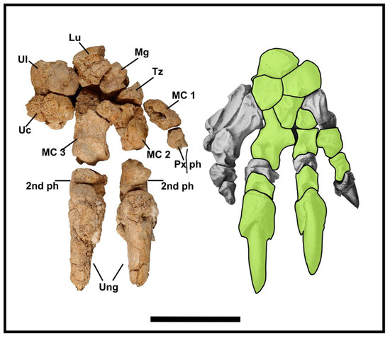 Quaternary | Free Full-Text | Late Pleistocene Paramylodon harlani (Xenarthra, Mylodontidae ...