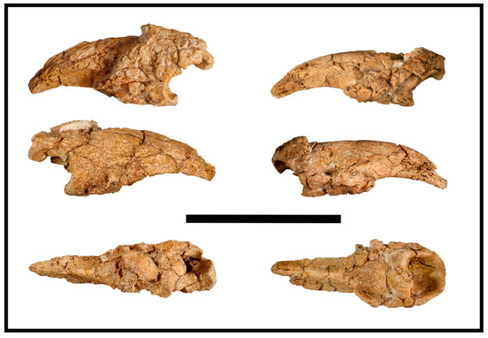 Late Pleistocene Paramylodon harlani (Xenarthra, Mylodontidae) from ...
