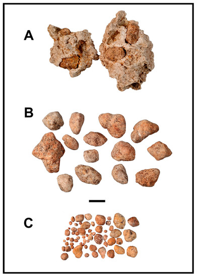 Late Pleistocene Paramylodon harlani (Xenarthra, Mylodontidae) from ...