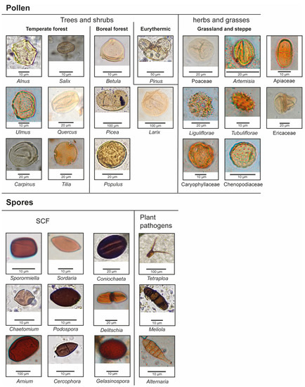Vegetation Dynamics and Megaherbivore Presence of MIS 3 Stadials and ...