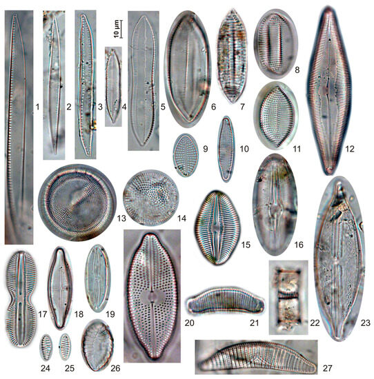 Quaternary | Free Full-Text | Diatom Assemblages from the Daginsky Mud ...