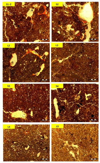The Long-Term Deep Loessal Sediments of Northeast China: Loess or ...