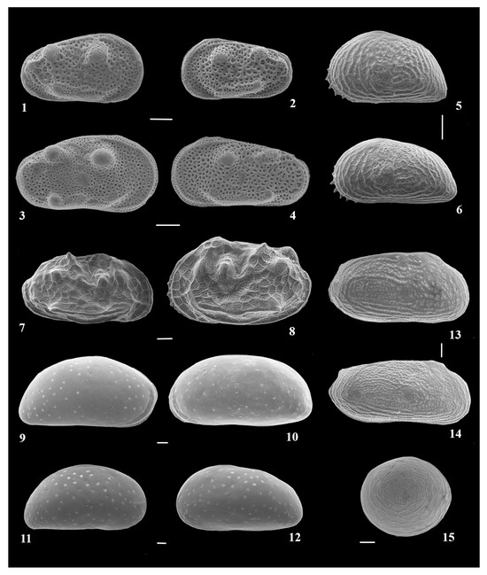 Quaternary | Free Full-Text | Ostracod Assemblages in the East Siberian ...