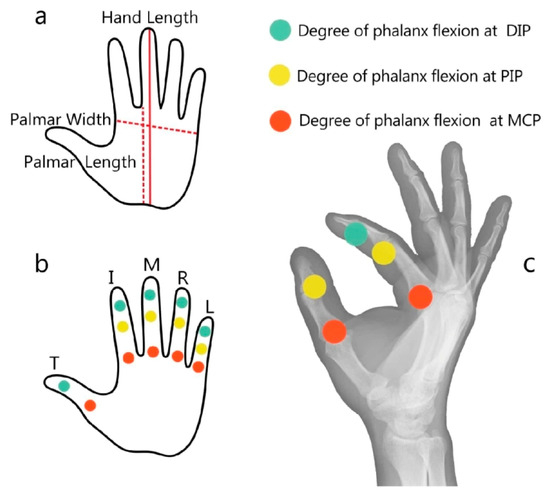 The Influence of Hand Dimensions on Finger Flexion during Lower ...