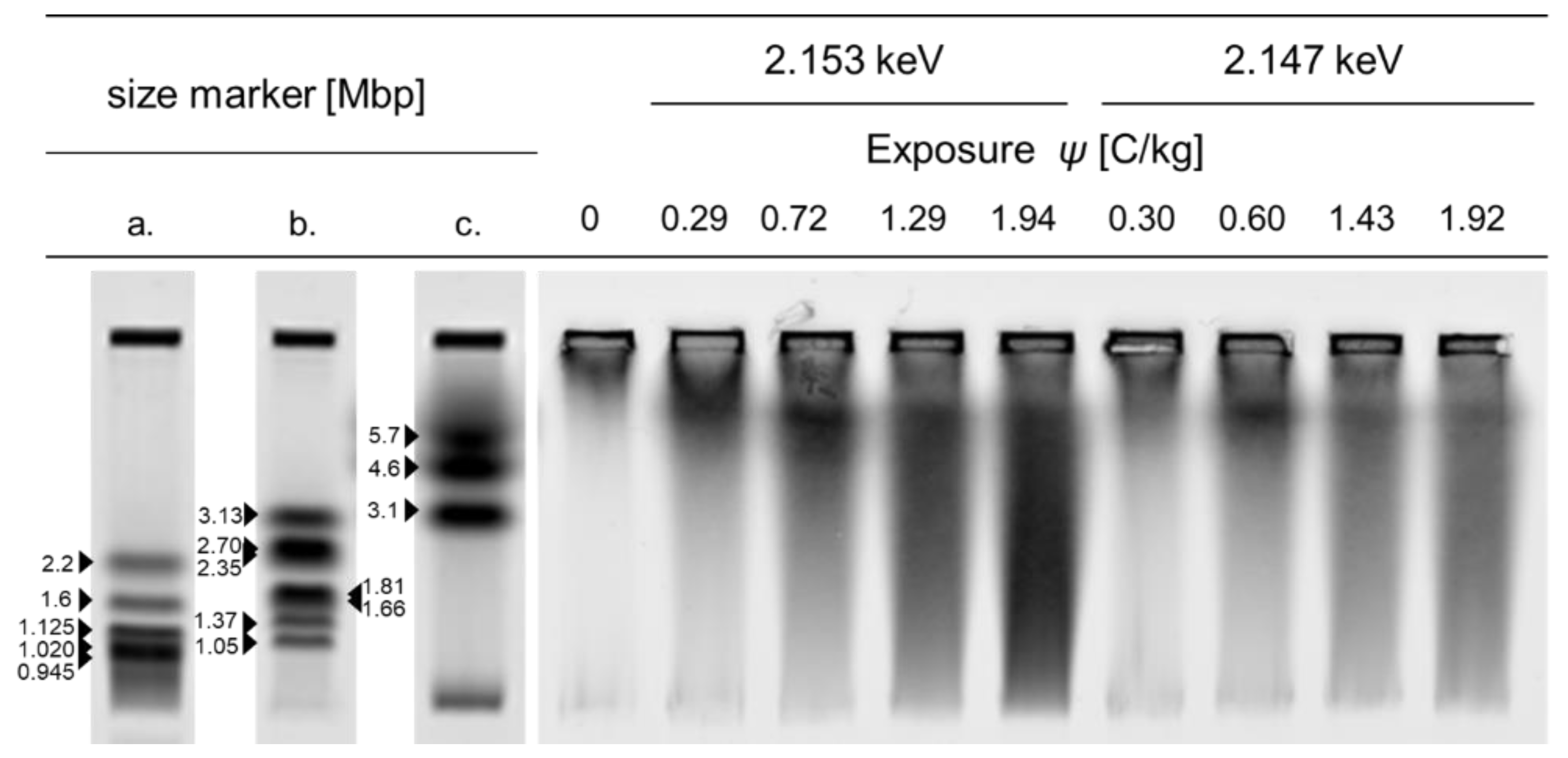 Enhanced Cell Inactivation and Double-Strand Break Induction in V79 ...