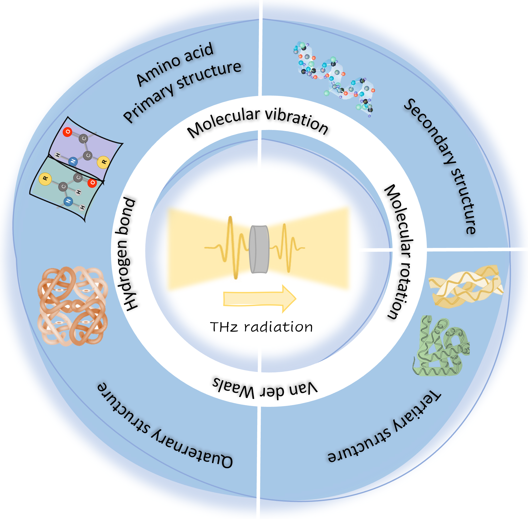 Radiation | Free Full-Text | Terahertz Spectroscopic Analysis in Protein Dynamics: Current Status