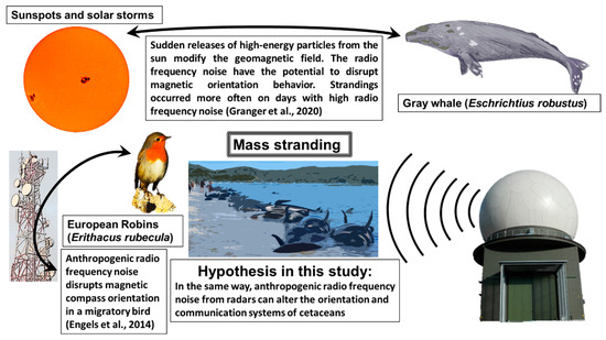Potential Effects of Anthropogenic Radiofrequency Radiation on Cetaceans