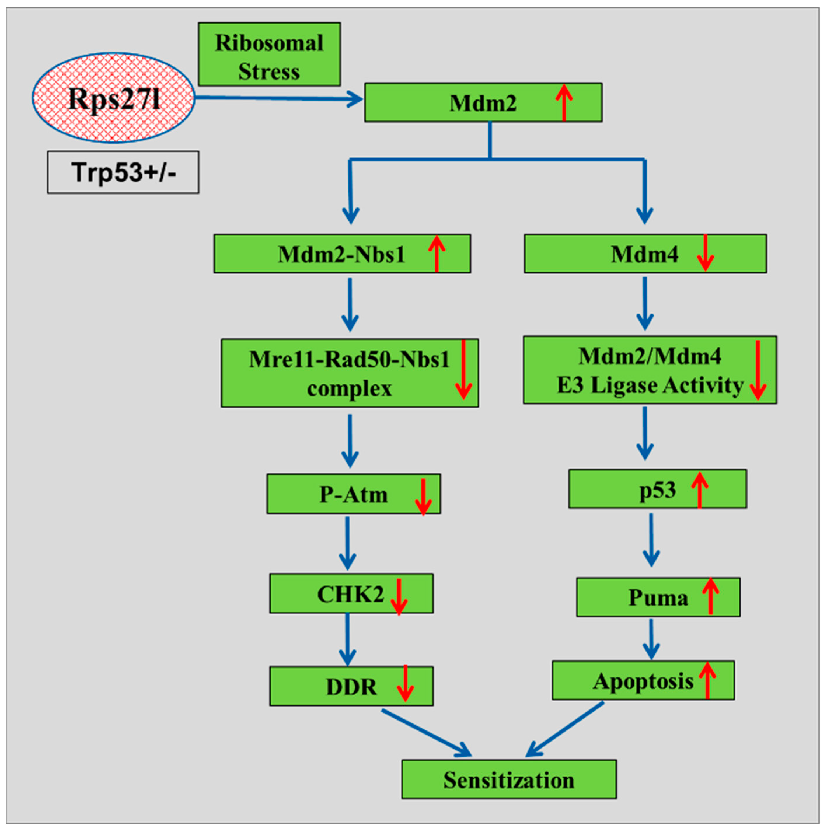 Exploring the Role of p53 in Radiosensitivity: A Key Player in Cancer Therapy