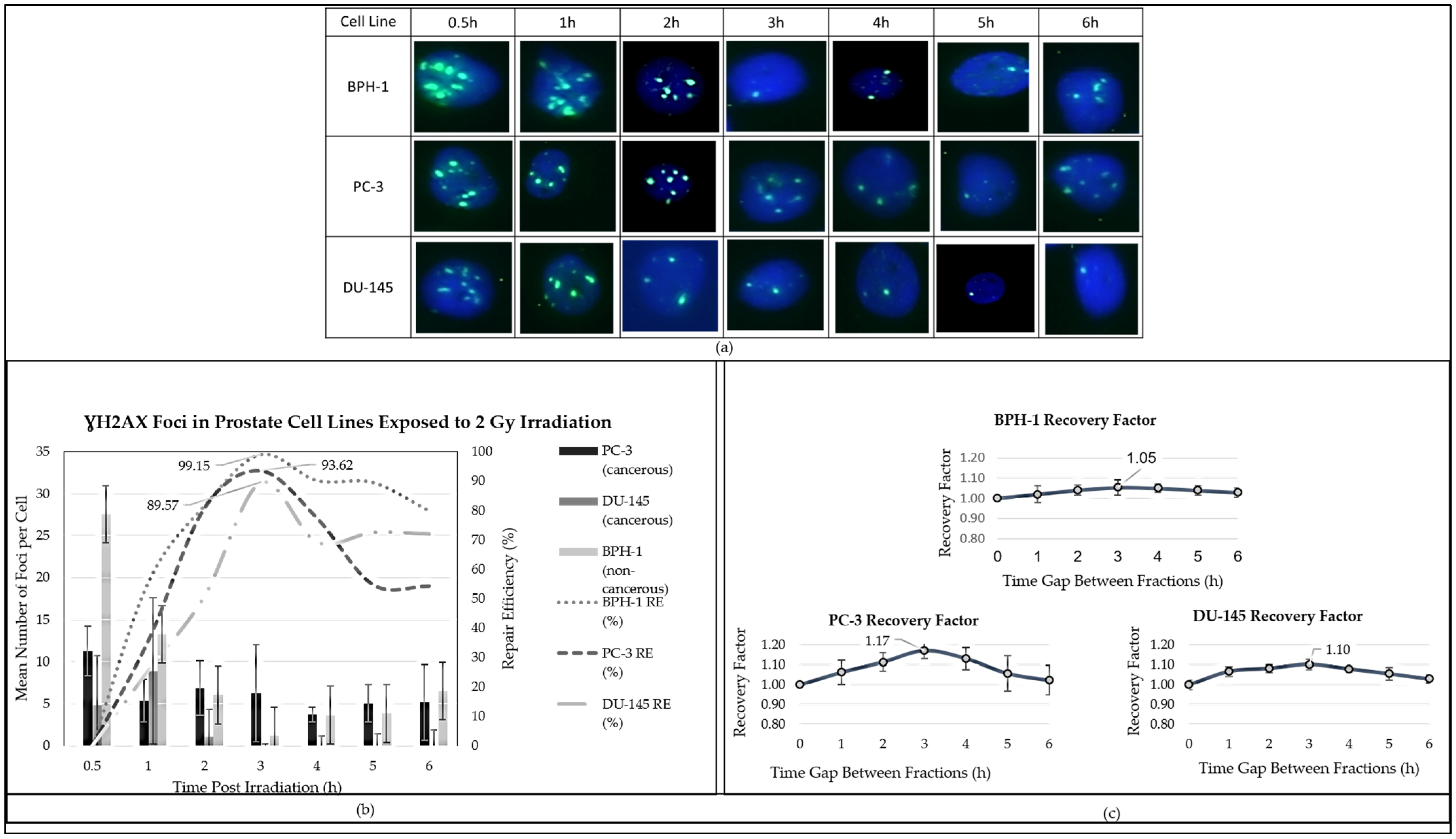 Exploring Hypofractionated Radiotherapy Efficacy in Prostate Cancer: In ...