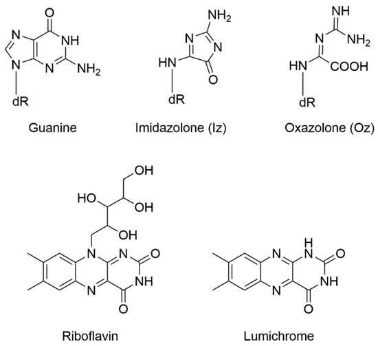 Increased Yields of the Guanine Oxidative Damage Product Imidazolone ...