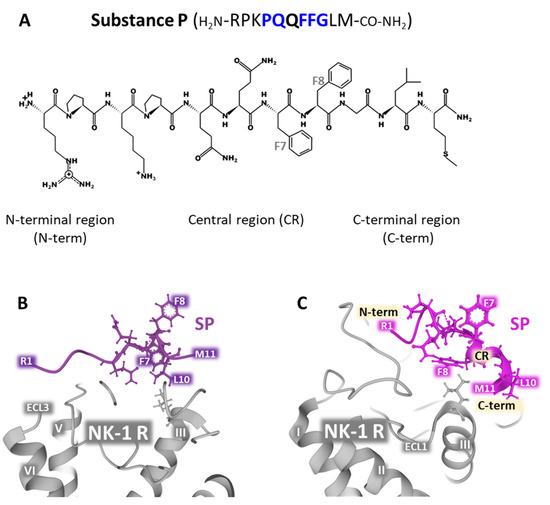 The Neurokinin-1 Receptor: Structure Dynamics and Signaling