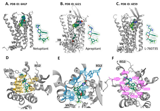 The Neurokinin-1 Receptor: Structure Dynamics and Signaling