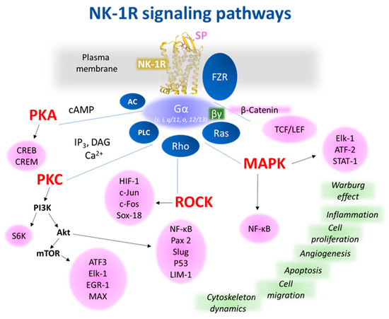 The Neurokinin-1 Receptor: A Promising Antitumor Target