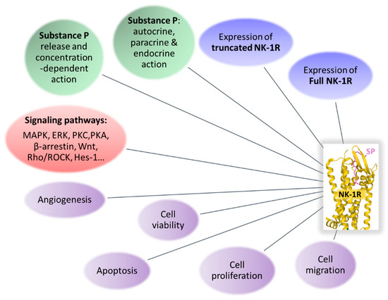 The Neurokinin-1 Receptor: A Promising Antitumor Target