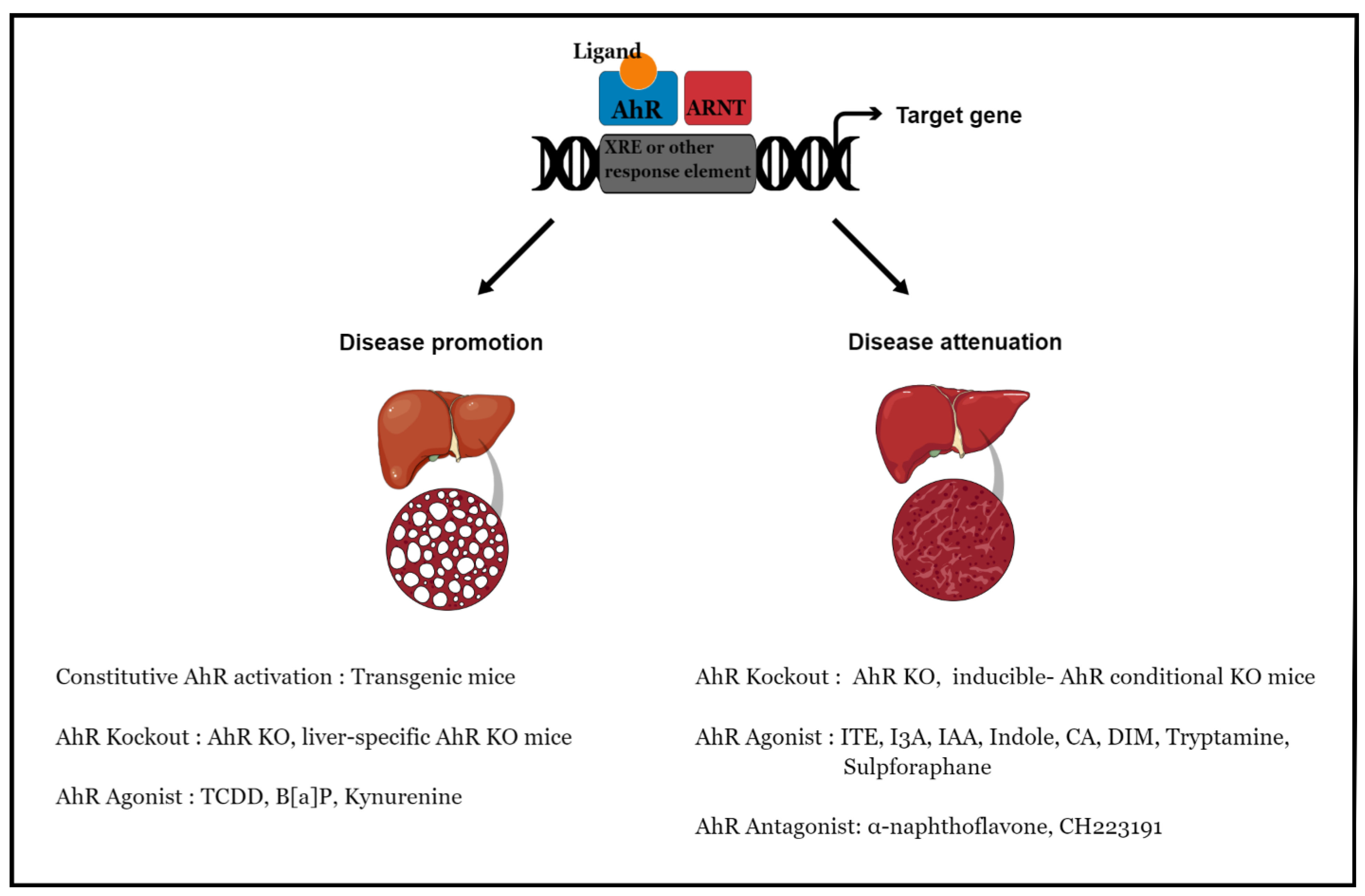 Role of Hepatic Aryl Hydrocarbon Receptor in Non-Alcoholic Fatty Liver ...