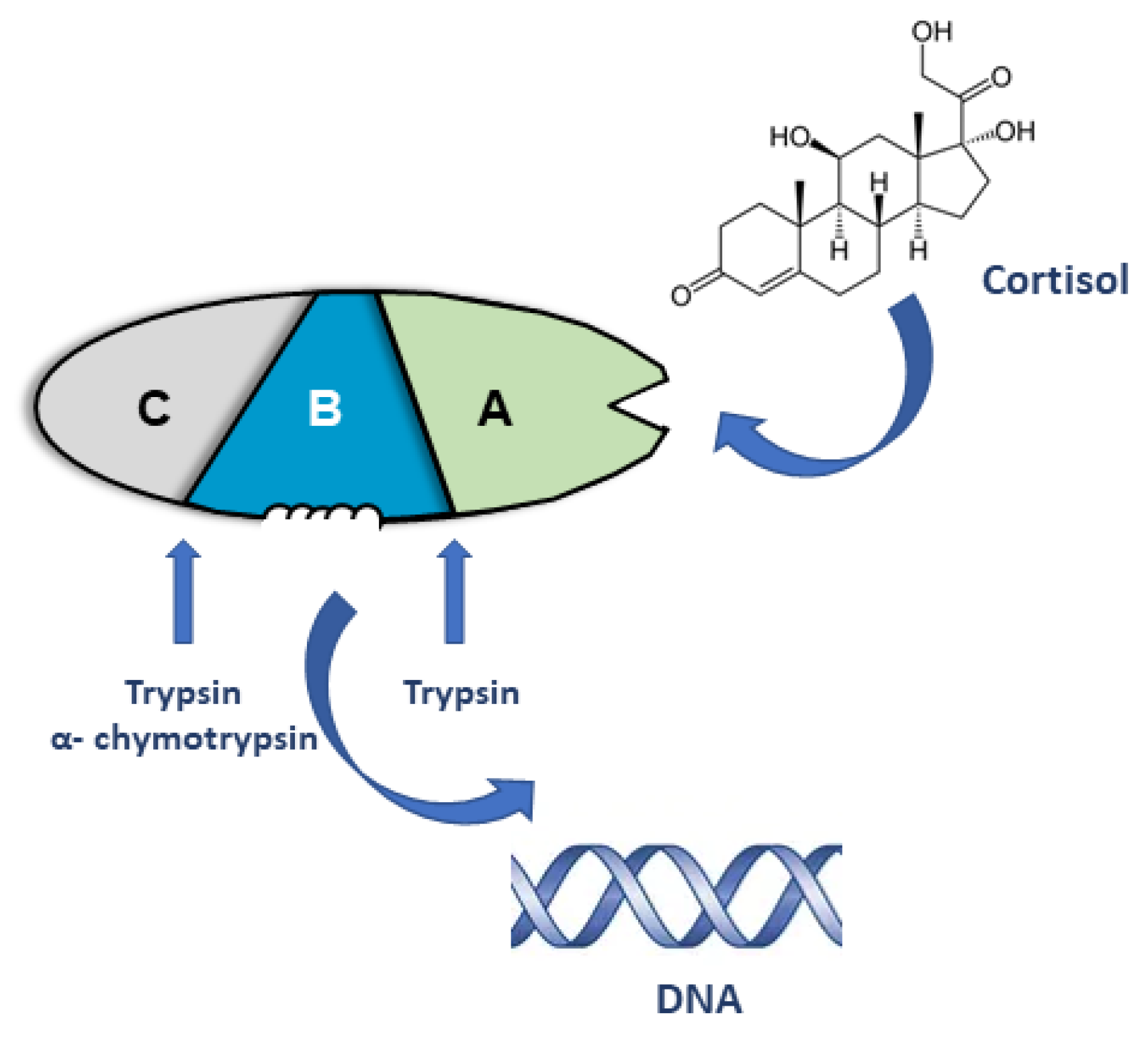 Receptors Free Full Text From Antibodies To Crystals Understanding