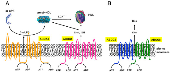 Regulation of Cholesterol Transporters by Nuclear Receptors