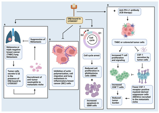 Estrogen Signals through ERβ in Breast Cancer; What We Have Learned ...