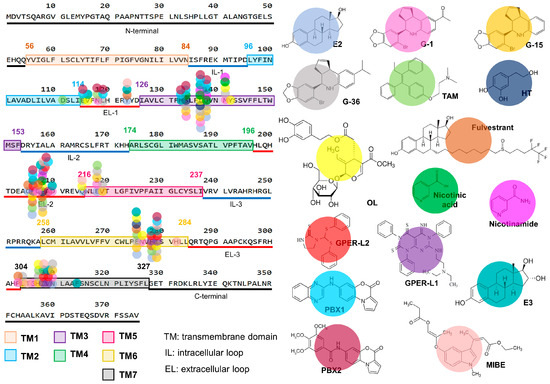 Receptors | Free Full-Text | The G Protein-Coupled Estrogen Receptor ...
