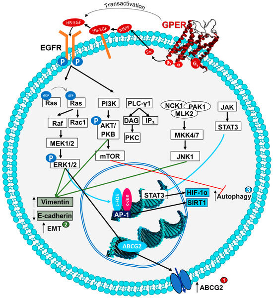 The G Protein-Coupled Estrogen Receptor GPER in the Development and ...
