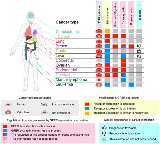 The G Protein-Coupled Estrogen Receptor GPER in the Development and ...