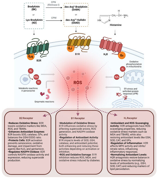 Mechanistic Insights into the Interaction Between Kinin Receptors and ...
