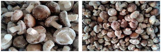 Valorization of Spent Mushroom Substrate: Establishing the Foundation ...