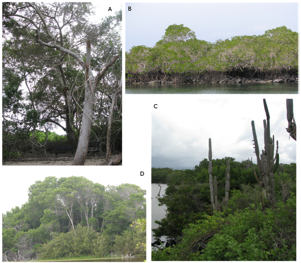 An Object-Based Classification of Mangroves Using a Hybrid Decision ...
