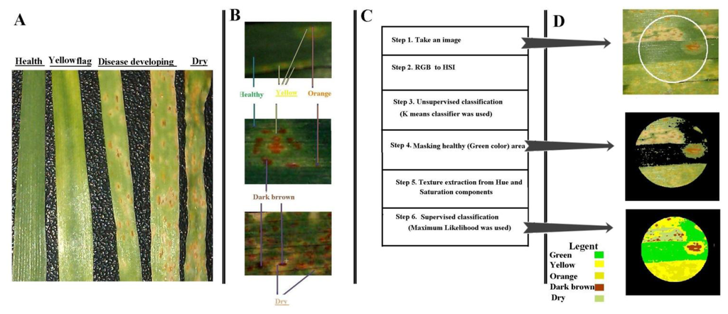 Evaluating the Effect of Different Wheat Rust Disease Symptoms on ...