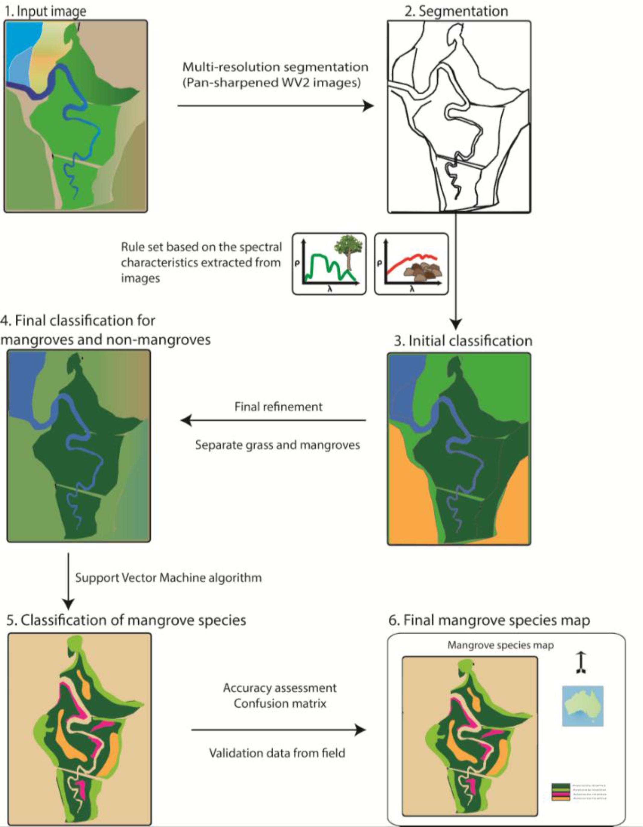 Remote Sensing | Free Full-Text | Mangrove Species Identification ...