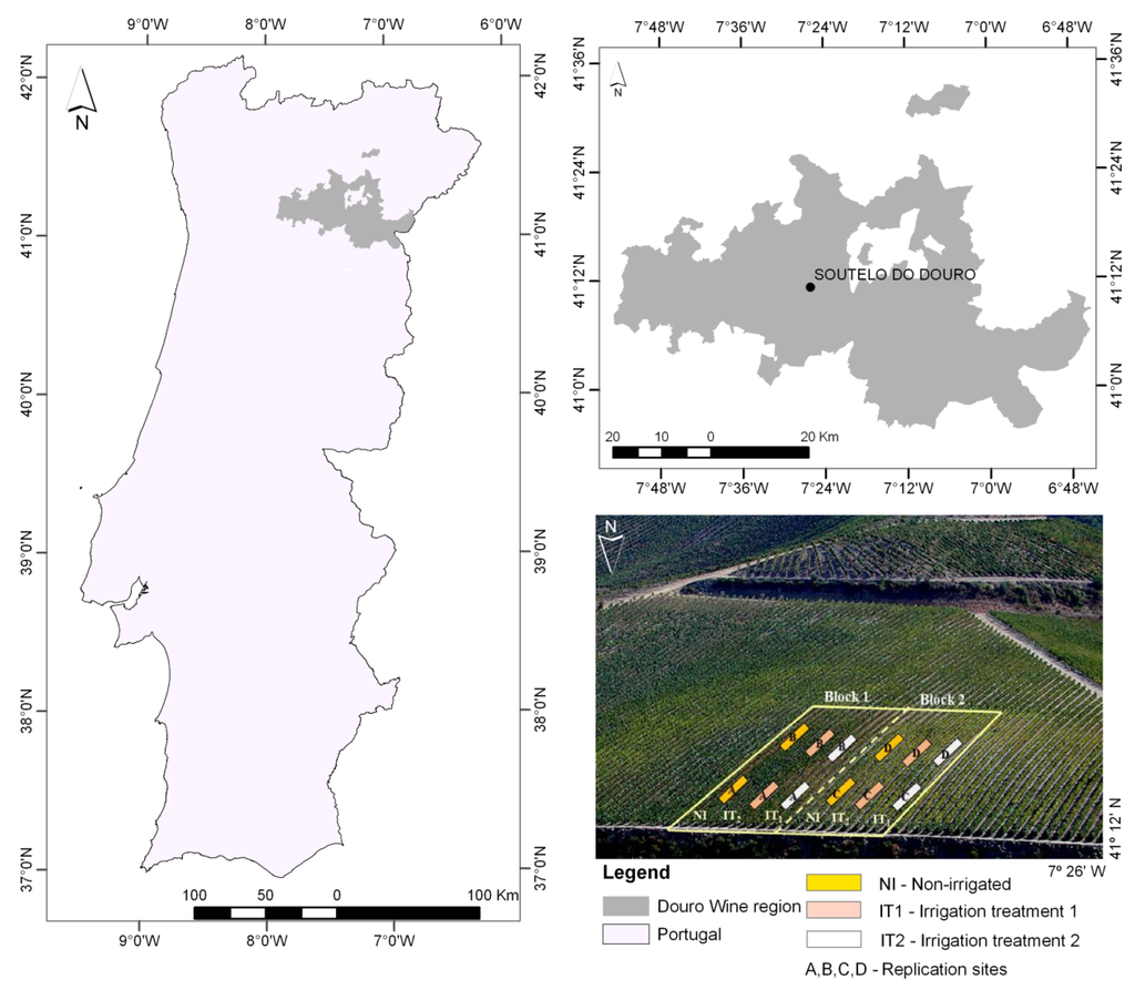 Predicting Grapevine Water Status Based on Hyperspectral Reflectance Vegetation Indices