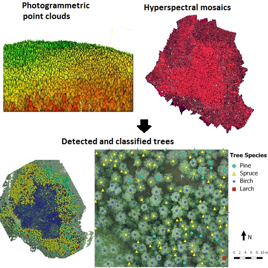 Remote Sensing Free Full Text Individual Tree Detection And