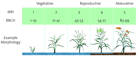 Remote Sensing | Free Full-Text | Determining Rice Growth Stage with X-Band SAR: A Metamodel ...
