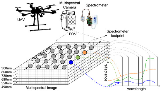 Fusion of Multispectral Imagery and Spectrometer Data in UAV Remote Sensing