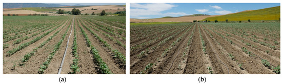 Remote Sensing | Free Full-Text | An Automatic Random Forest-OBIA Algorithm for Early Weed ...