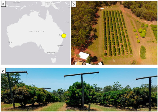 Using Multi Spectral Uav Imagery To Extract Tree Crop Structural Properties And Assess Pruning