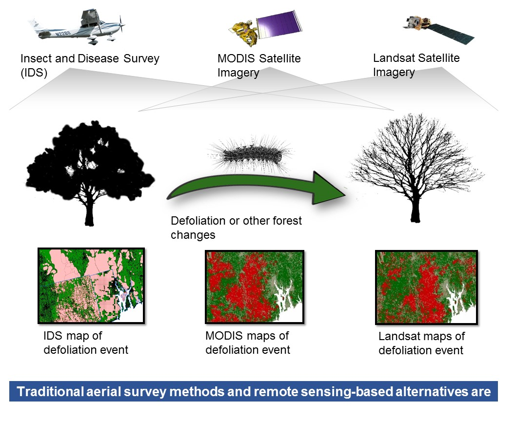 Remote Sensing | Free Full-Text | An Evaluation of Forest Health Insect and Disease Survey Data ...