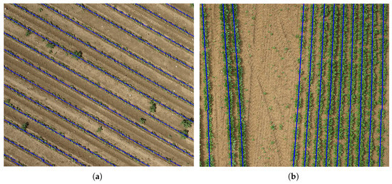 Deep Learning With Unsupervised Data Labeling For Weed Detection In Line Crops In Uav Images