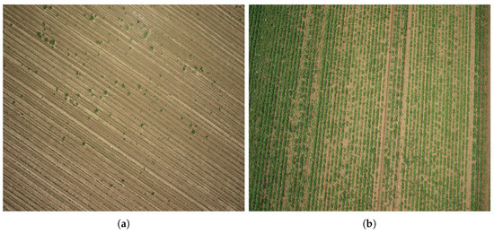 Deep Learning With Unsupervised Data Labeling For Weed Detection In Line Crops In Uav Images