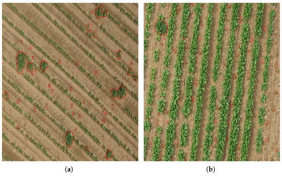 Deep Learning With Unsupervised Data Labeling For Weed Detection In Line Crops In Uav Images