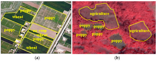 Opium Poppy Detection Using Deep Learning