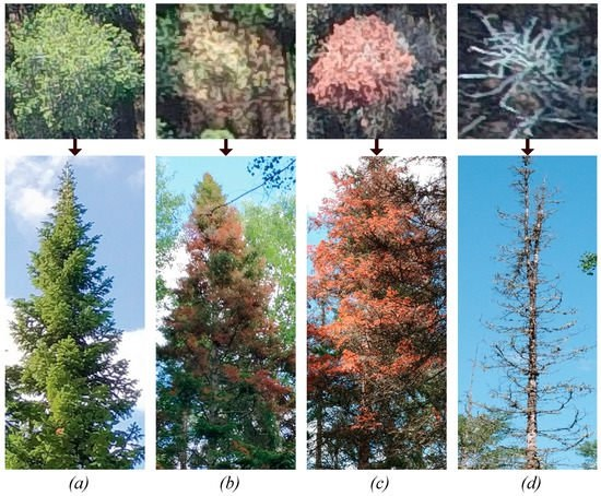 Remote Sensing | Free Full-Text | Detection of Fir Trees (Abies ...