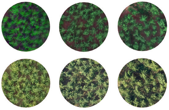 Remote Sensing Free Full Text Estimation Of Forest Structural Attributes Using Spectral
