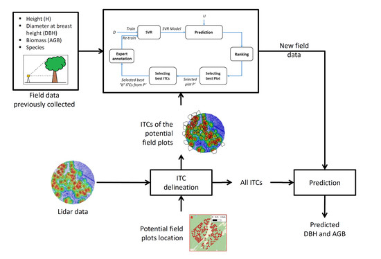 Remote Sensing Free Full Text Optimizing Field Data Collection For Individual Tree Attribute