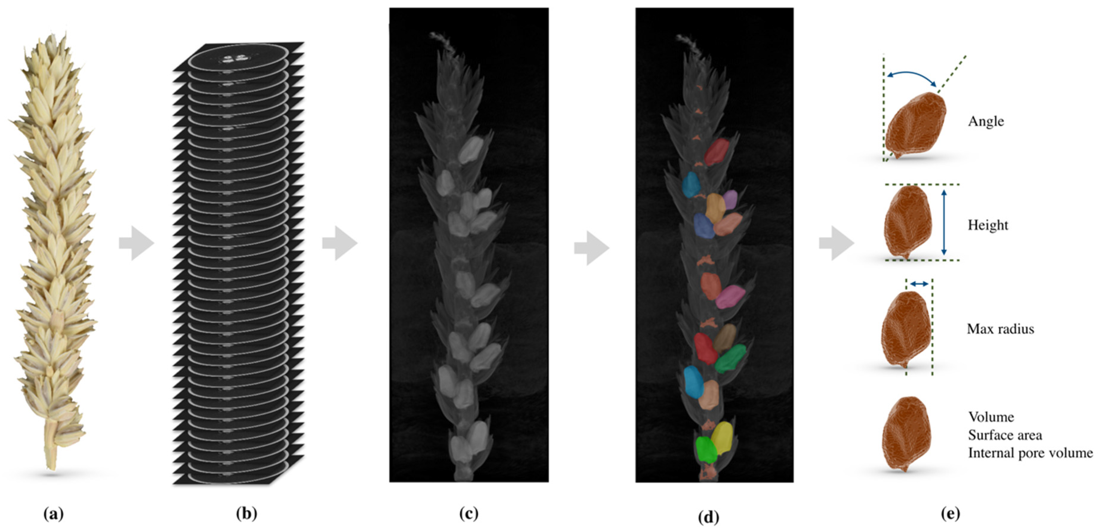 Remote Sensing | Free Full-Text | 3D Morphological Processing for Wheat ...
