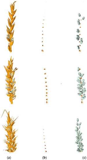 Remote Sensing | Free Full-Text | 3D Morphological Processing for Wheat ...