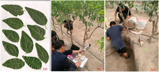 Improving Jujube Fruit Tree Yield Estimation at the Field Scale by ...
