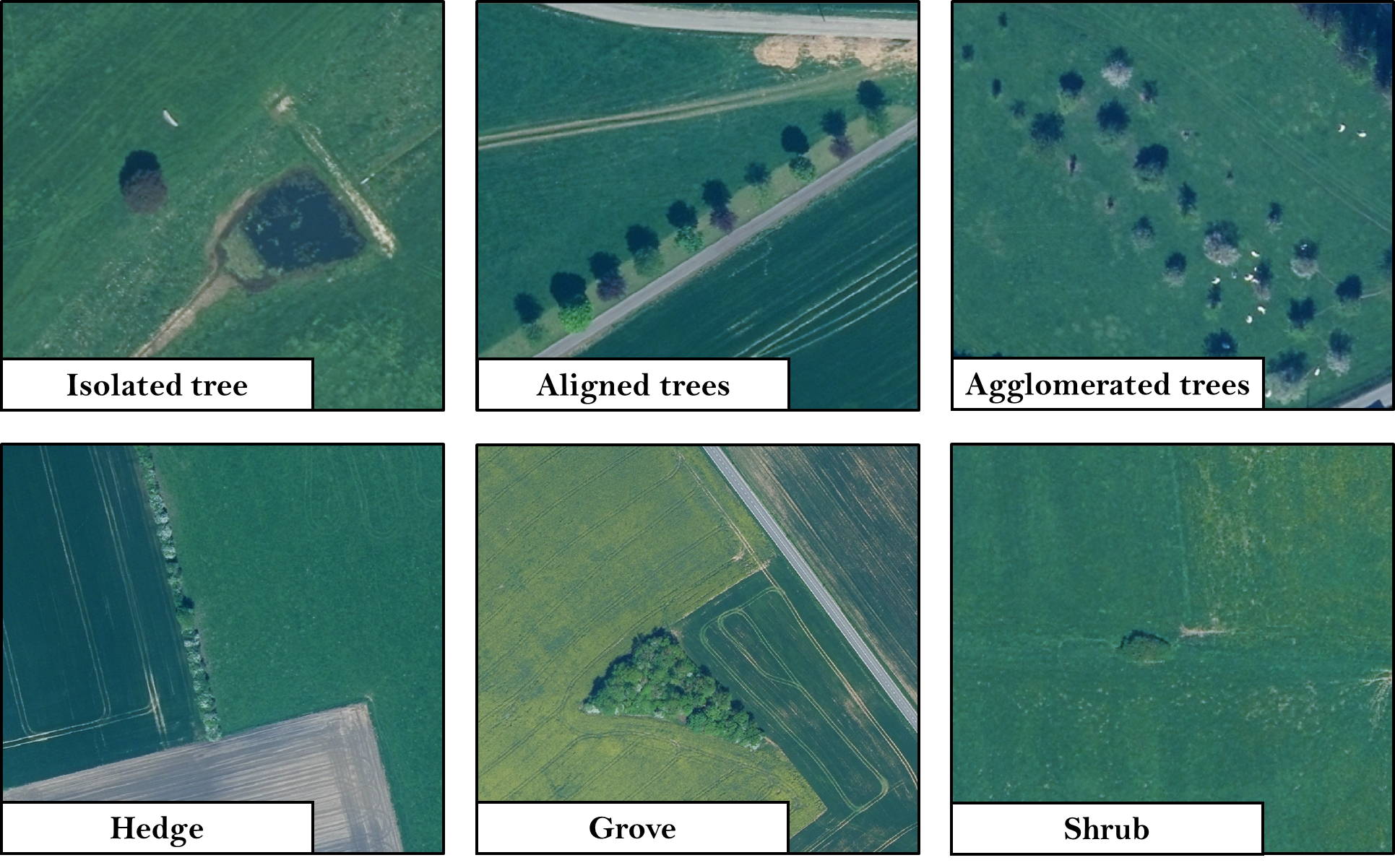Remote Sensing | Free Full-Text | Automated Classification of Trees ...