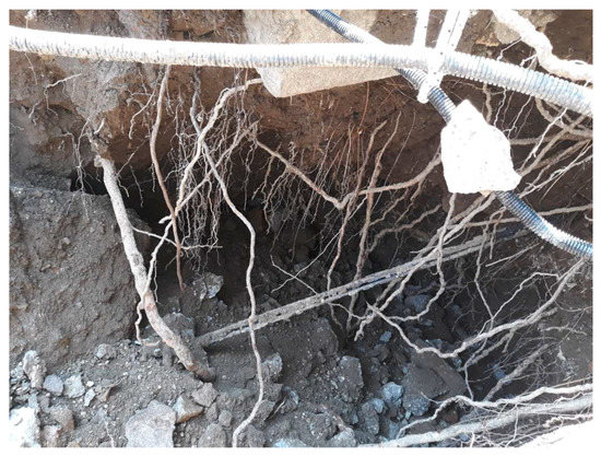 A posteriori GPR Evaluation of Tree Stability: A Case Study in Rome (Italy)