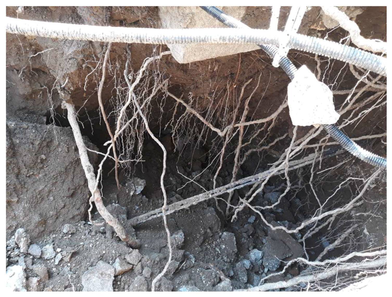A posteriori GPR Evaluation of Tree Stability: A Case Study in Rome (Italy)